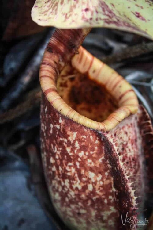 Discover Malaysian Borneo. | Vagrants Of The World Travel