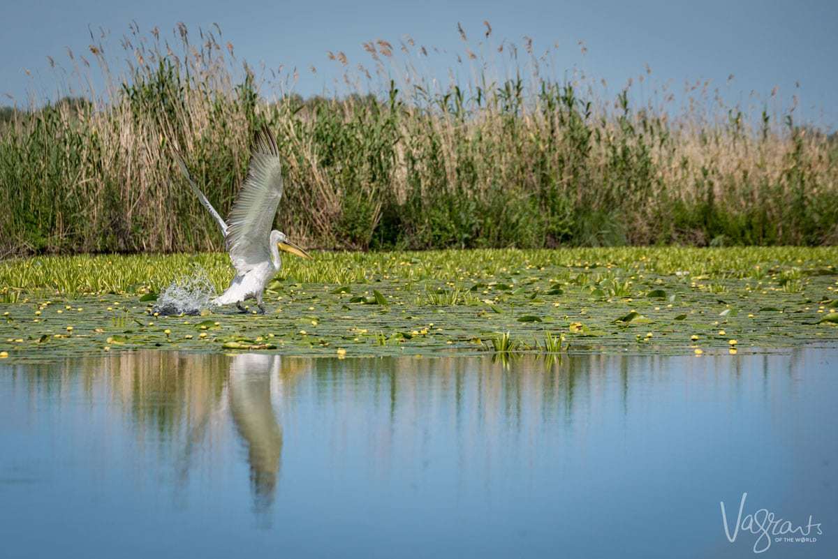 Into The Wild. The Magnificent Danube Delta, Romania.