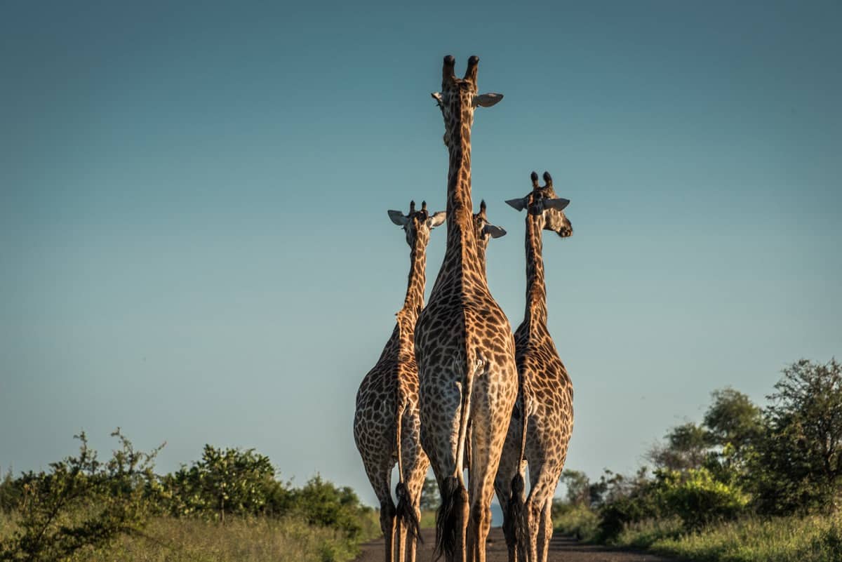 8 of The World's Best Wildlife and Wilderness Destinations