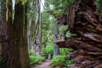 The Best Free Things to Do in Northern California with Kids (2024 ...