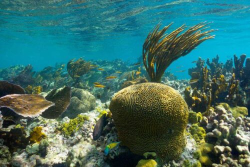 Best Things to do on Isla de Culebra Puerto Rico