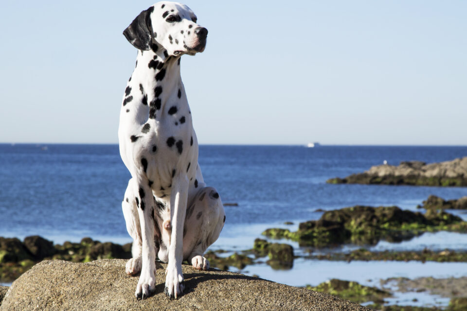 Fun and Interesting Facts About Croatia | Vagrants Of The World Travel