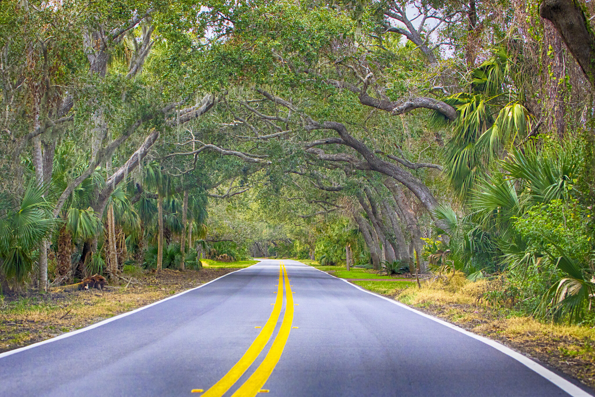 7 Incredible Scenic Drives in Florida (2024)